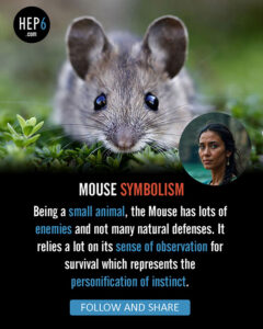10 Mouse Symbolism Facts & Meaning: A Totem, Spirit & Power Animal – HEP6