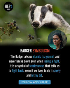10 Badger Symbolism Facts & Meaning: A Totem, Spirit & Power Animal – HEP6