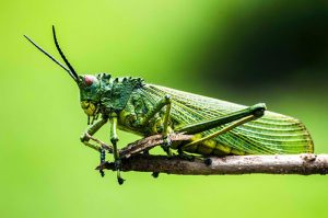 10 Grasshopper Symbolism Facts & Meaning: A Totem, Spirit & Power ...