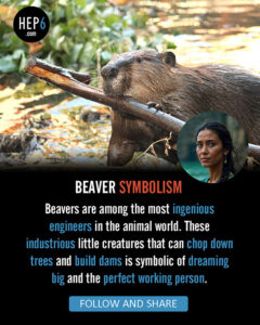 10 Beaver Symbolism Facts & Meaning: A Totem, Spirit & Power Animal – HEP6