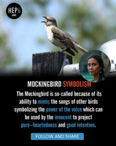 10 Mockingbird Symbolism, Myths & Meaning: A Totem, Spirit & Power ...