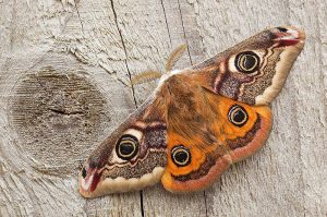 10 Moth Symbolism, Myths & Meaning: A Totem, Spirit & Power Animal – HEP6