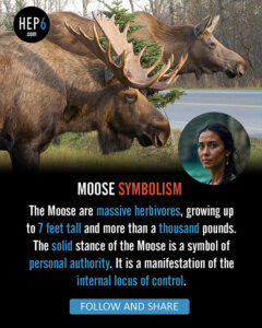 10 Moose Symbolism Facts & Meaning: A Totem, Spirit & Power Animal – HEP6