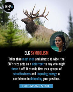 10 Elk Symbolism Facts & Meaning: A Totem, Spirit & Power Animal – HEP6