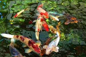 10 Koi Symbolism Facts & Meaning: A Totem, Spirit & Power Animal – HEP6