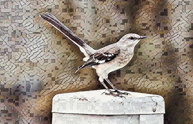2023's 10 Mockingbird Symbolism Facts & Meaning: A Totem, Spirit ...