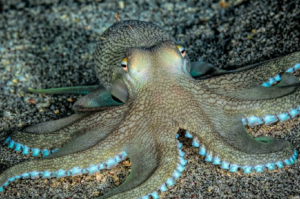 10 Octopus Symbolism, Myths & Meaning: A Totem, Spirit & Power Animal ...