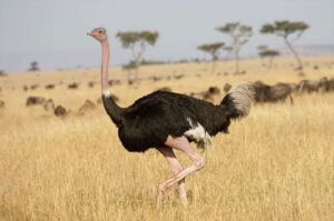 10 Ostrich Symbolism, Myths & Meaning: A Totem, Spirit & Power Animal ...