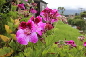 10 Fuchsia Color Symbolism Facts & Meaning: Zodiac, Omens, Dreams, and ...